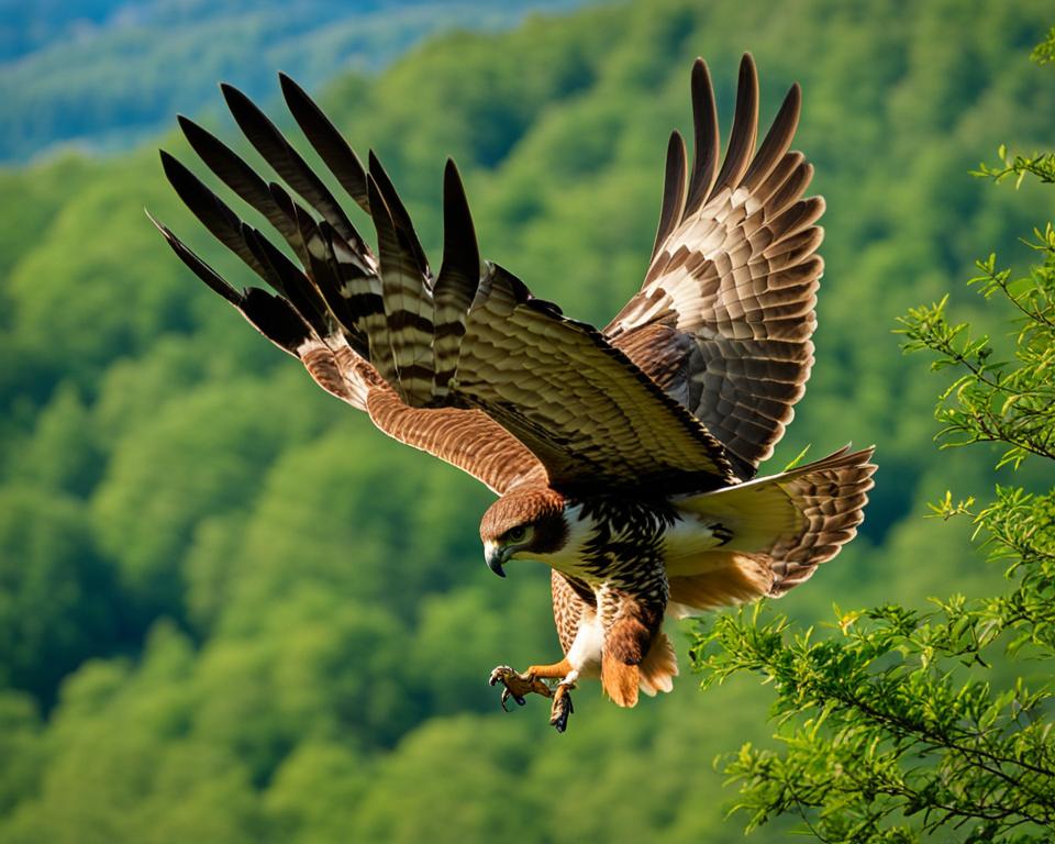 Red-Tailed Hawk in Cades Cove